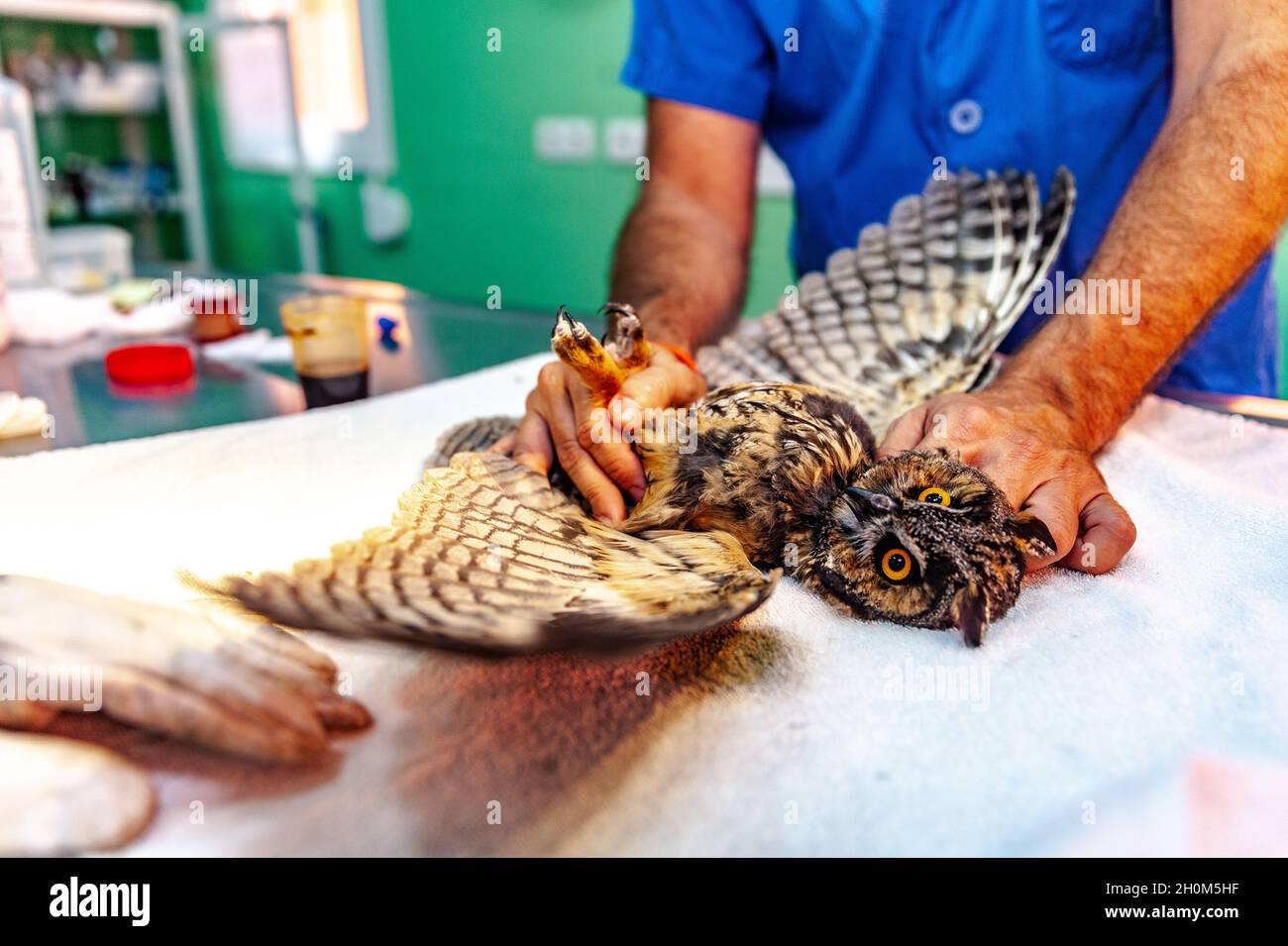Vet doing clinical examination hi-res stock photography and images - Alamy