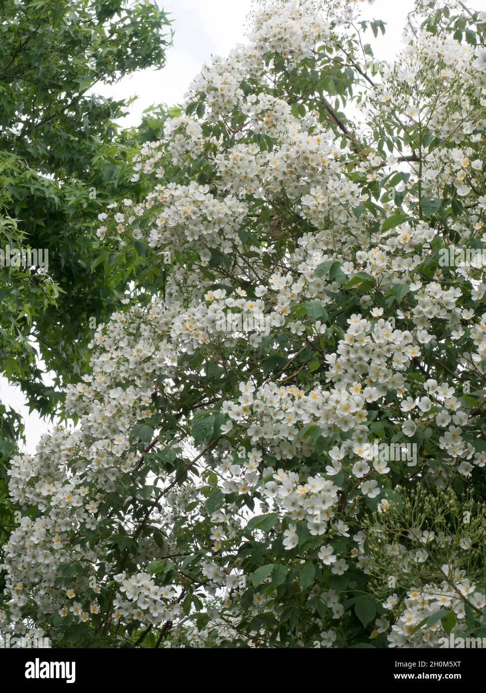 Kiftsgate rose hi-res stock photography and images - Alamy