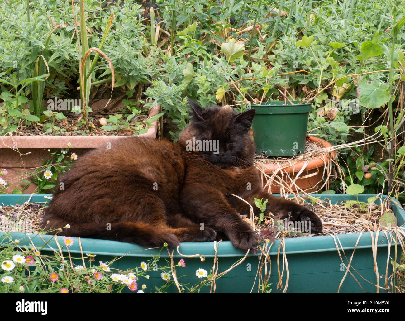 Trough plant hi-res stock photography and images - Alamy