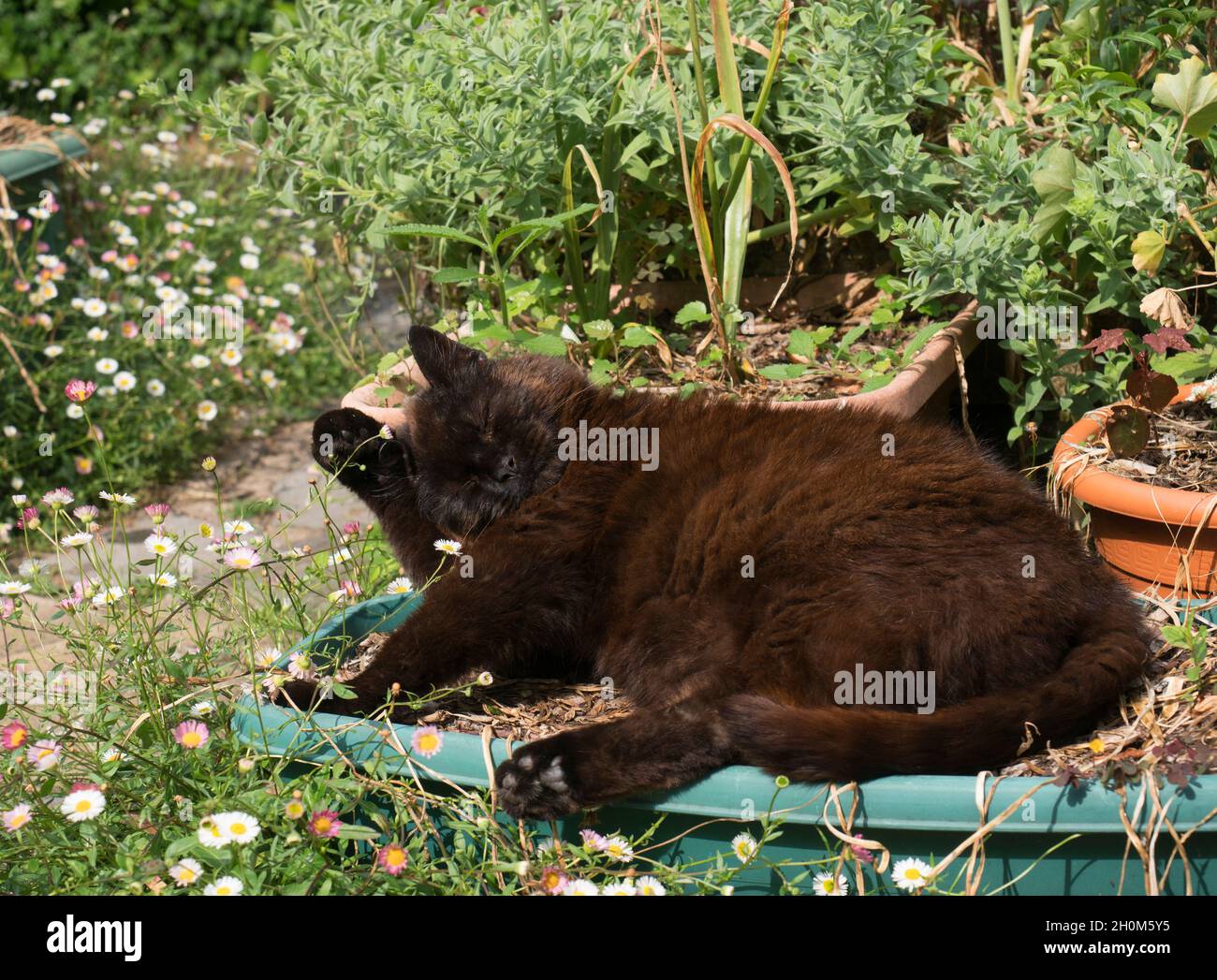 Trough plant hi-res stock photography and images - Alamy