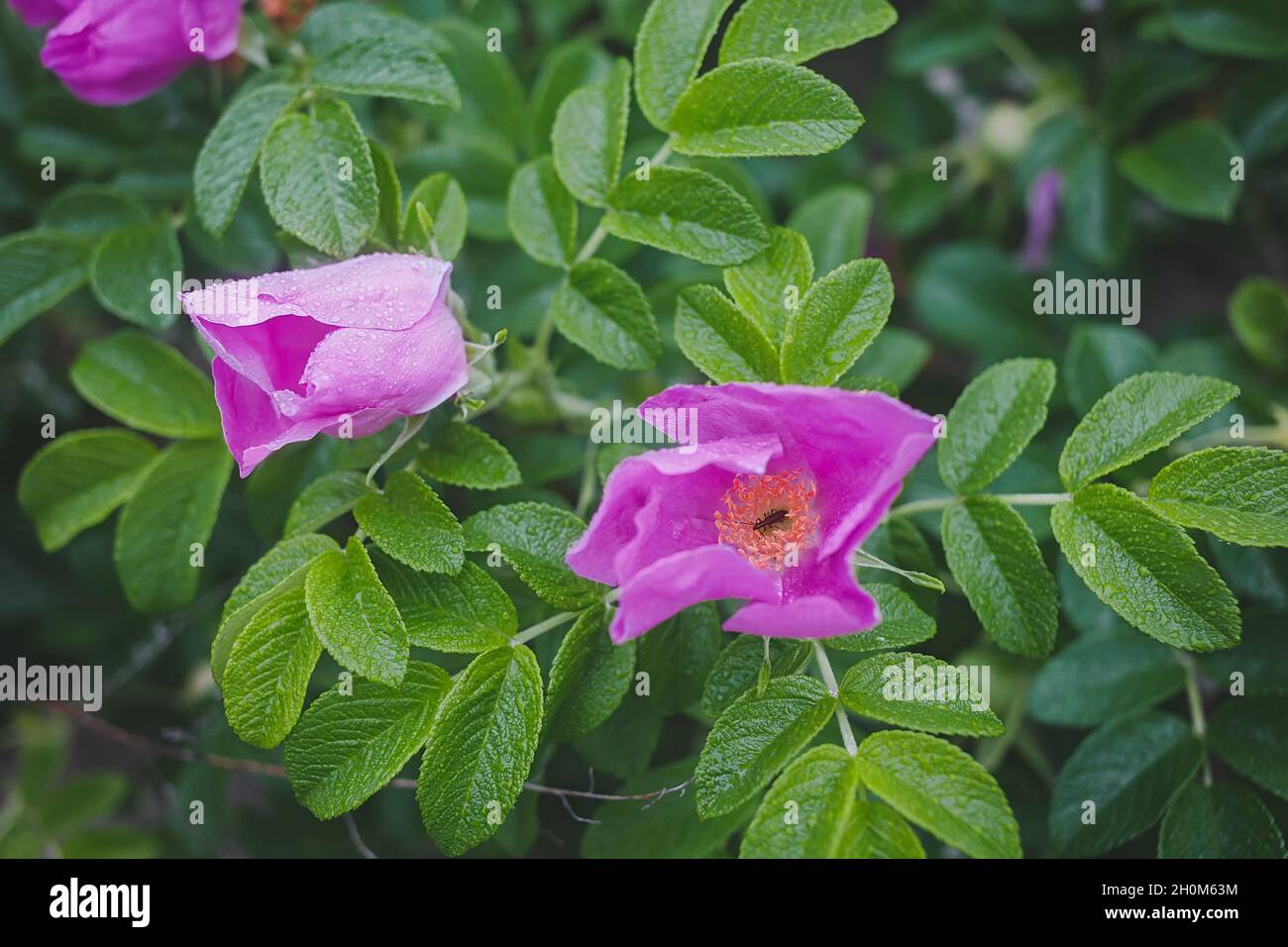 Wild rose Rugosa Rose rubra after rain covered with water drops. Bug ...