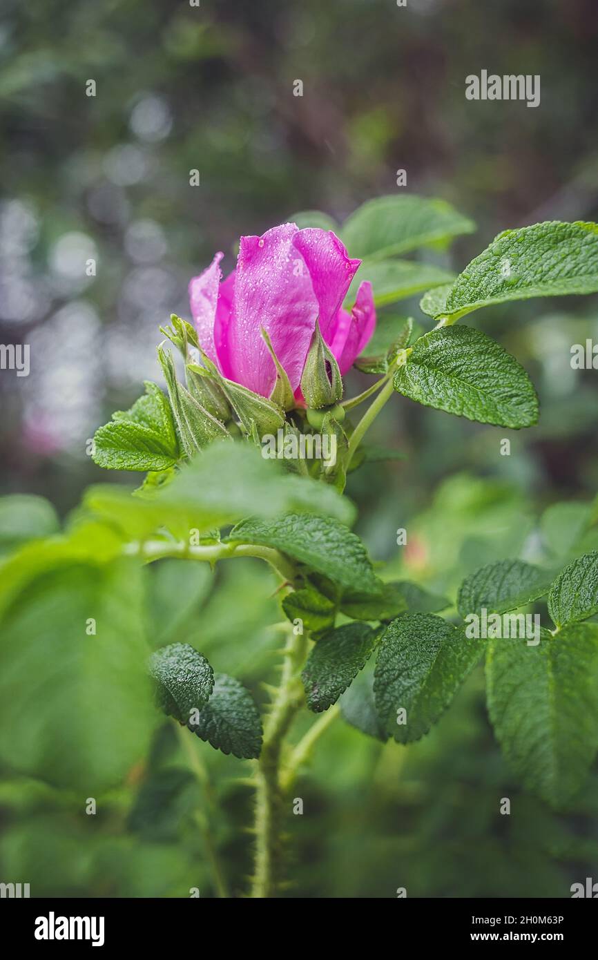 Wild rose Rugosa Rose rubra after rain covered with water drops Stock ...