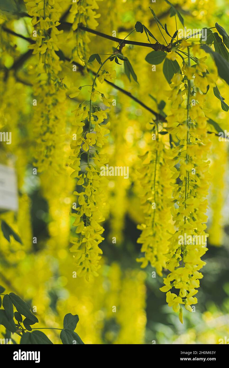 Ornamental tree with yellow flowers hi-res stock photography and images ...