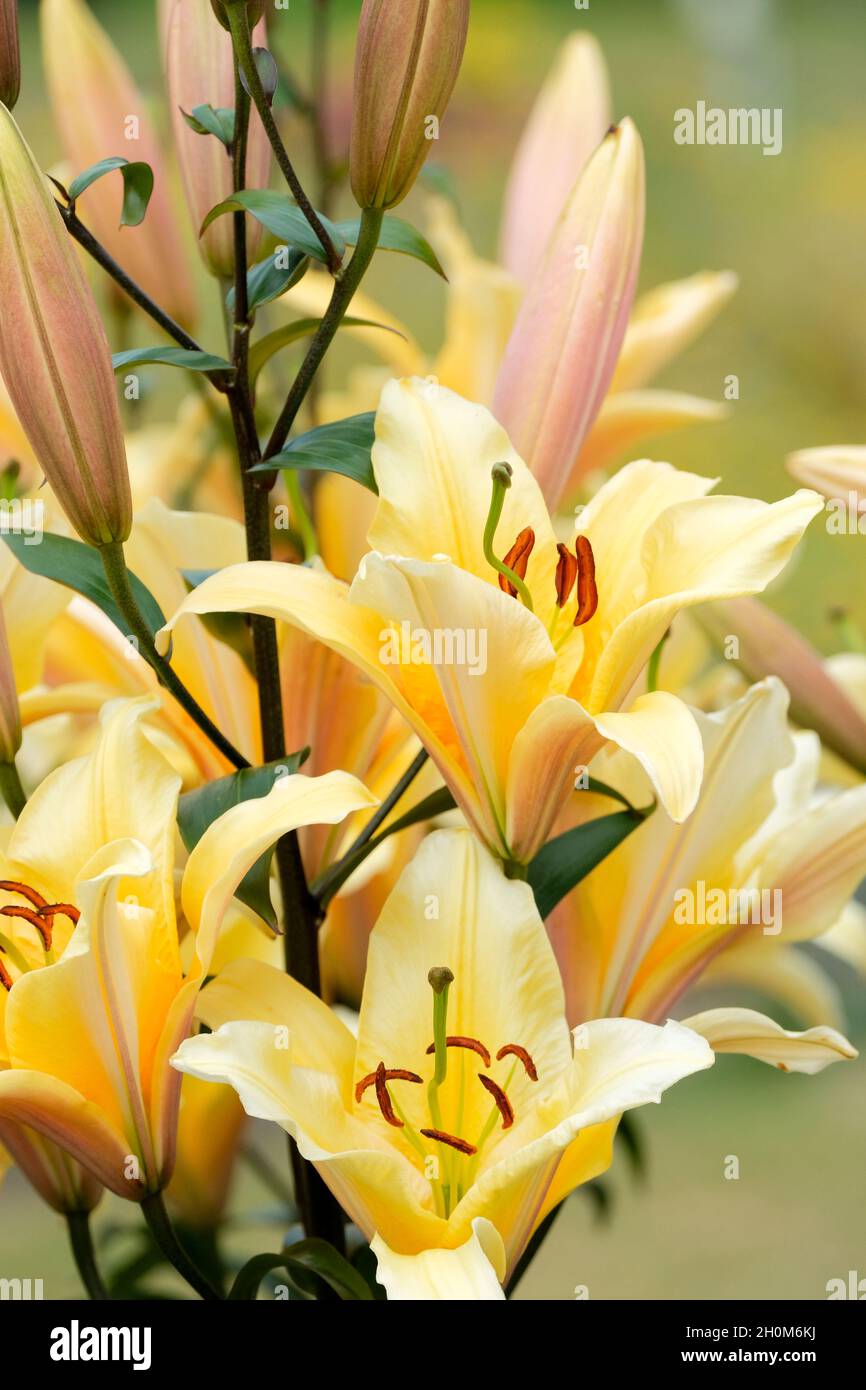 Lilium valverde hi-res stock photography and images - Alamy