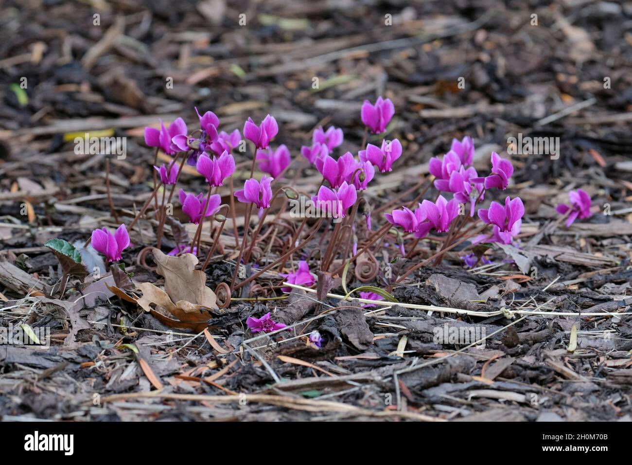 Cyclamen hederifolium var. hederifolium f. hederifolium 'Ruby Glow', Cyclamen hederifolium Ruby ...