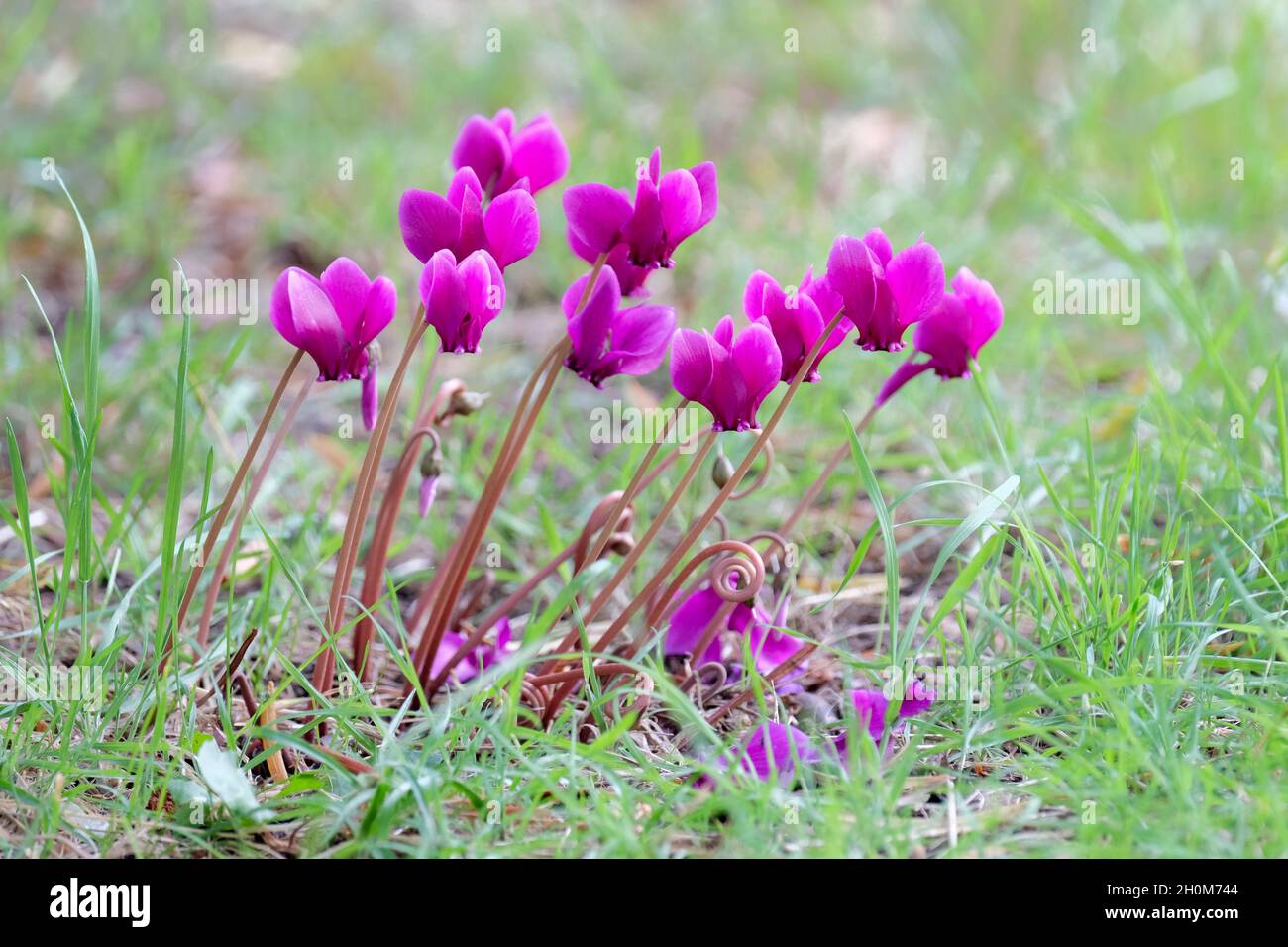 Cyclamen hederifolium var. hederifolium f. hederifolium 'Ruby Glow', Cyclamen hederifolium Ruby ...