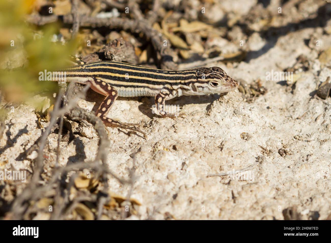 Spiny footed lizard hi-res stock photography and images - Alamy