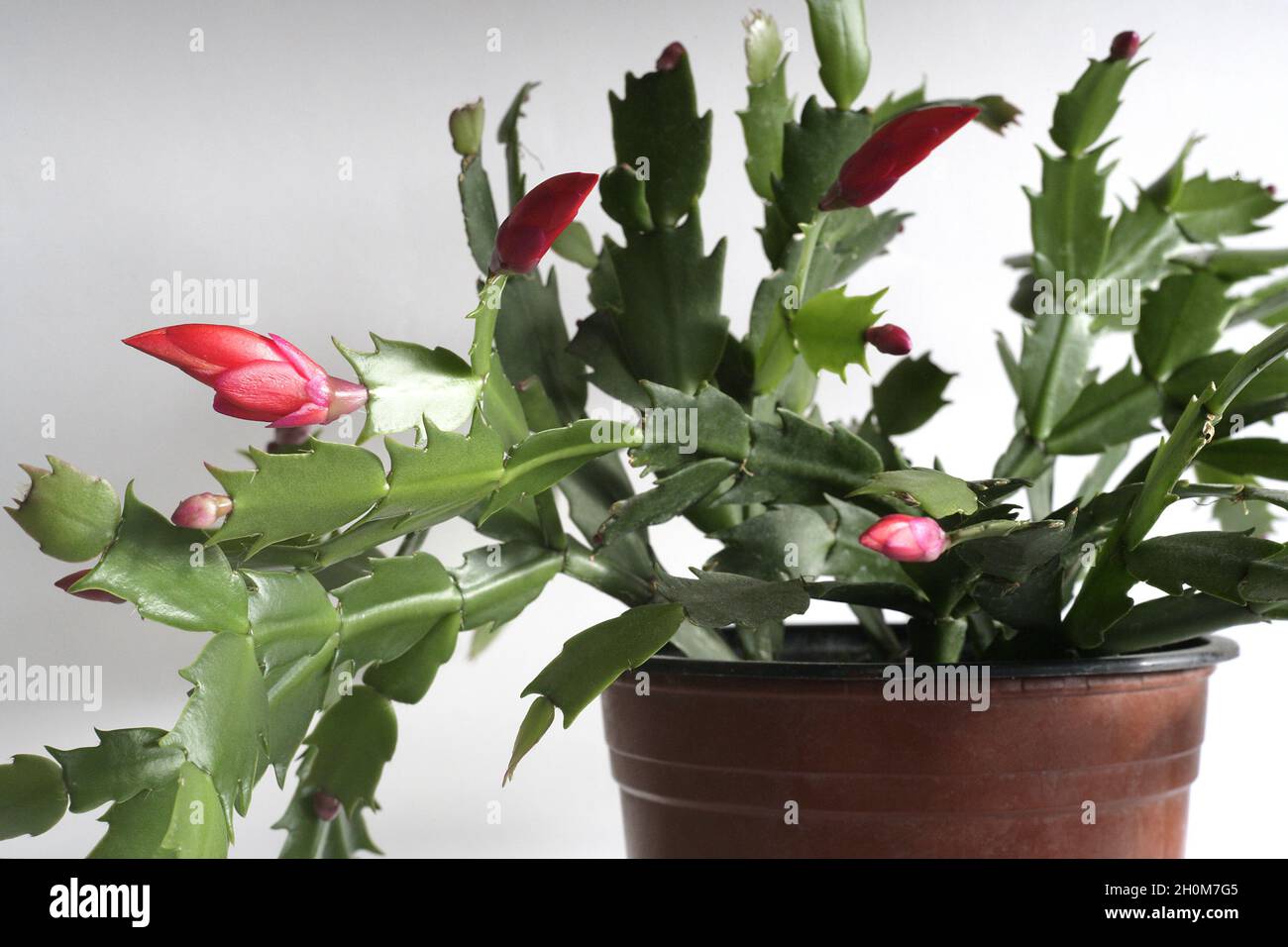 Red blooming christmas cactus - Zygocactus Schlumbergera. Selective ...