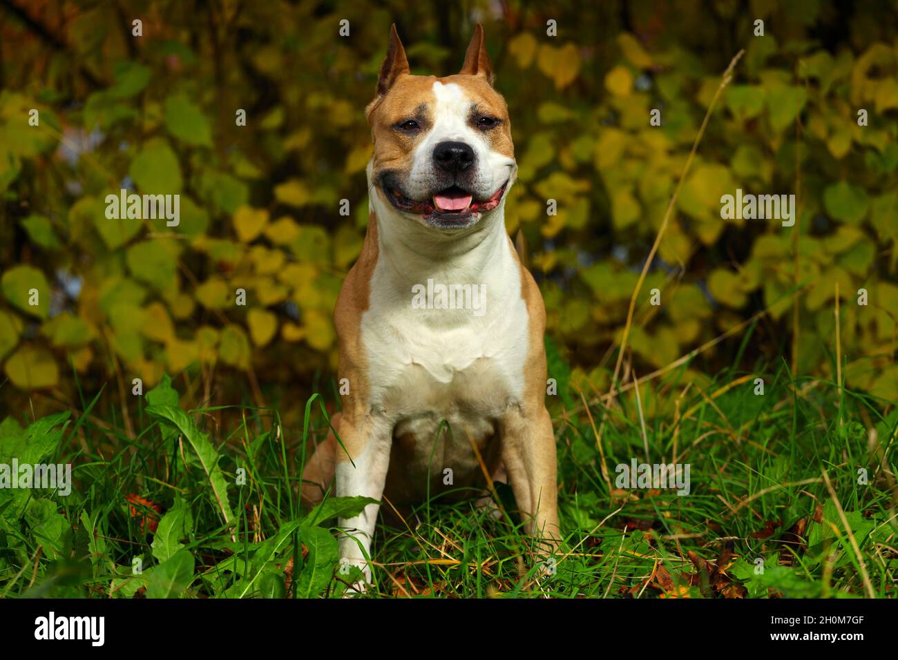 dog breed American Staffordshire Terrier in nature in the summer. High ...