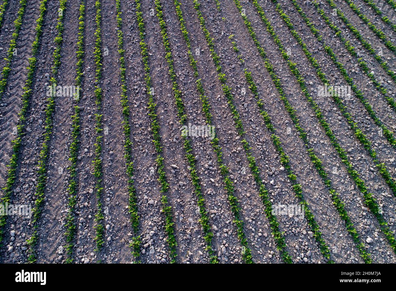 Soybean rows hi-res stock photography and images - Alamy