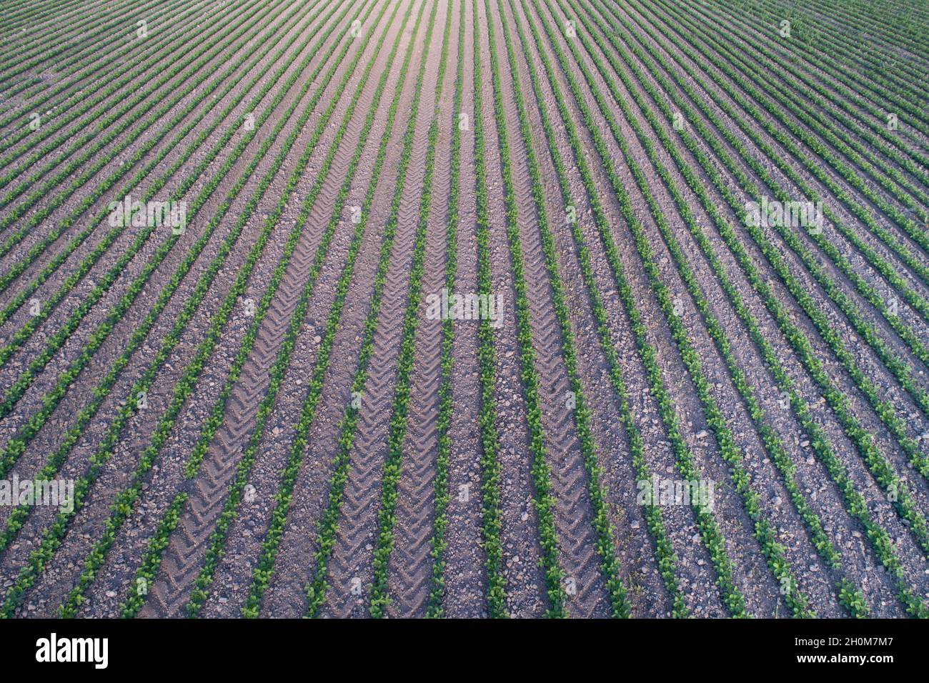 Soybean rows hi-res stock photography and images - Alamy