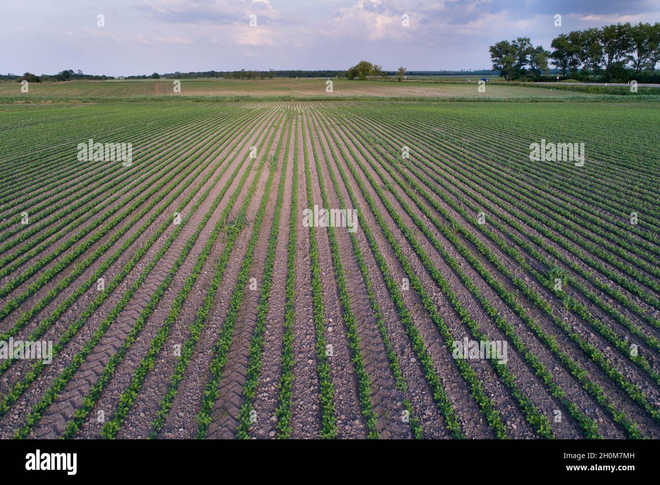 Soybean rows hi-res stock photography and images - Alamy