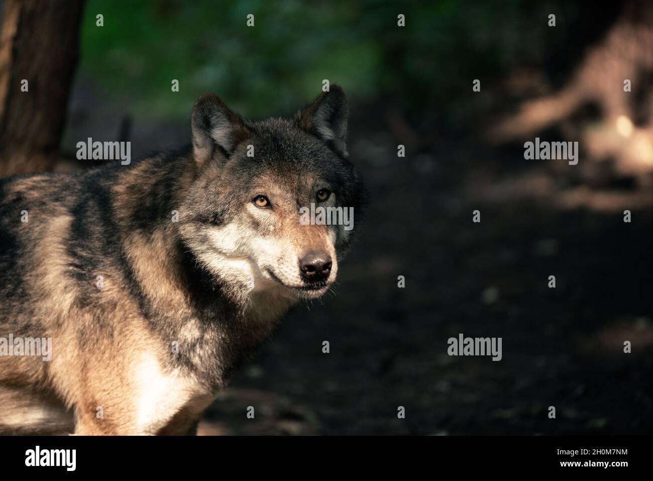 Beautiful majestic wolf in a forest Stock Photo - Alamy