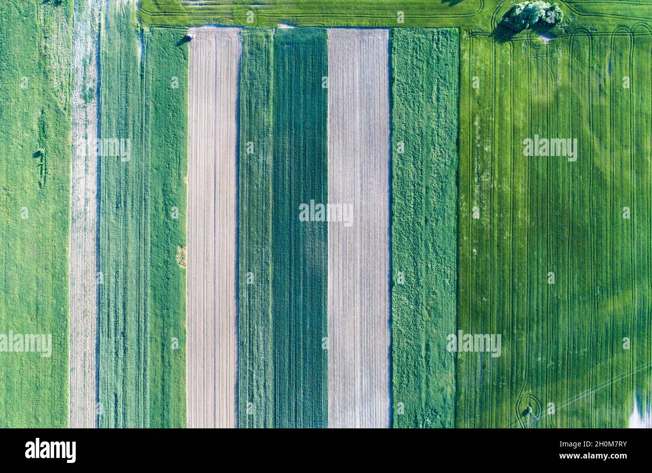 Vertical stripes of agricultural parcels of different crops. Aerial ...