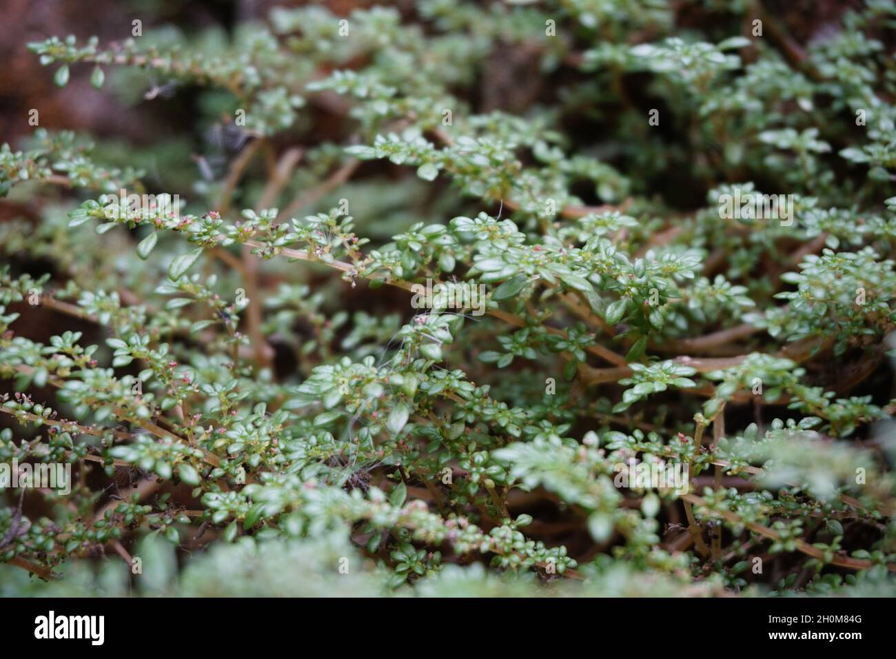 Pilea microphylla (Also called rockweed, artillery plant, gun powder ...