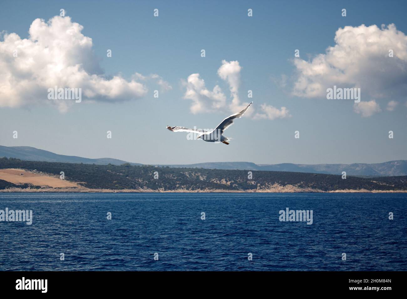 Bird flying above the ocean Stock Photo - Alamy