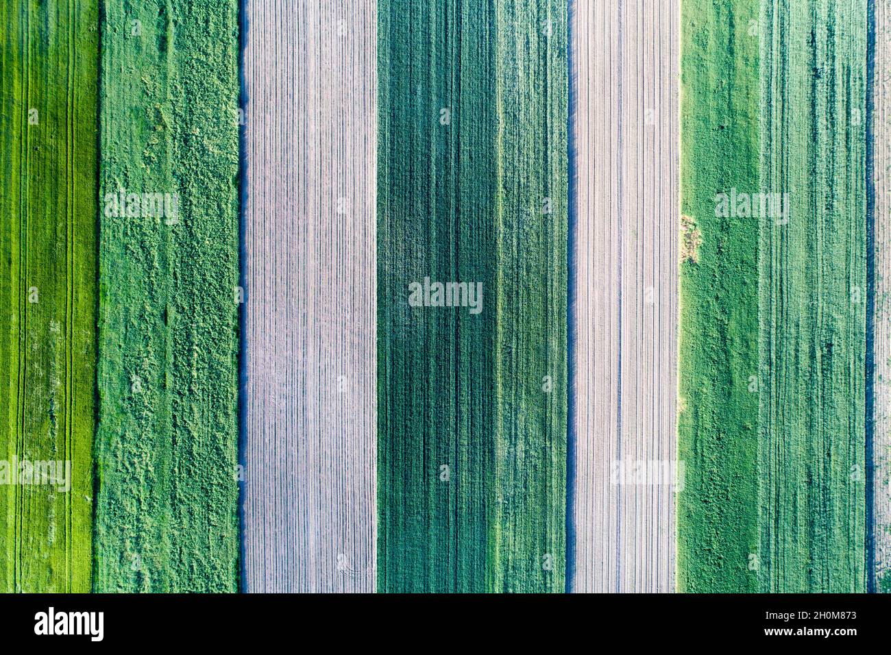Vertical stripes of agricultural parcels of different crops. Aerial ...