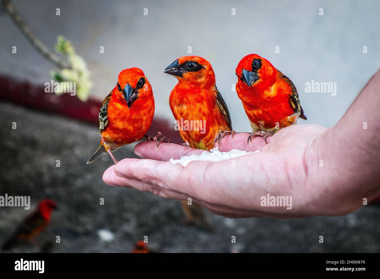 Beautiful three red finch birds on a human hand Stock Photo - Alamy