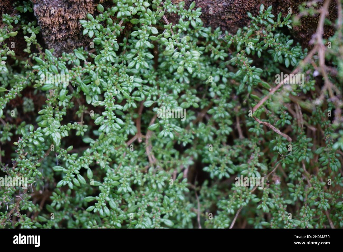 Pilea microphylla (Also called rockweed, artillery plant, gun powder ...