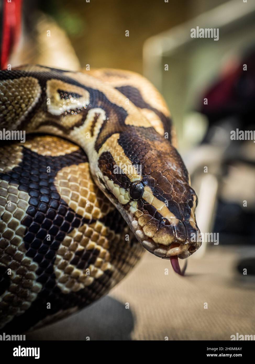 Snake glass eye hi-res stock photography and images - Alamy