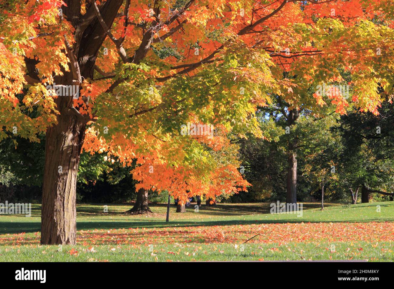 Beautiful autumn park with colorful foliage Stock Photo - Alamy