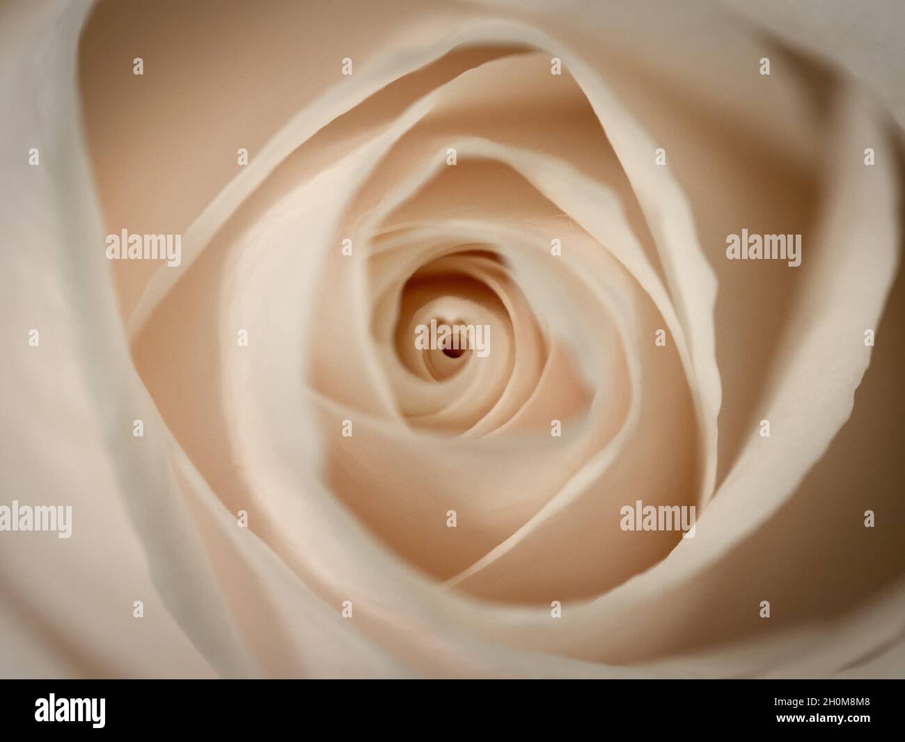 Macro shot of the white rose petals Stock Photo - Alamy
