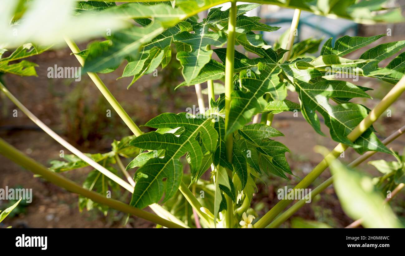 Beautiful papaya tree leaves with nice sunlight. Eco garden, organic ...
