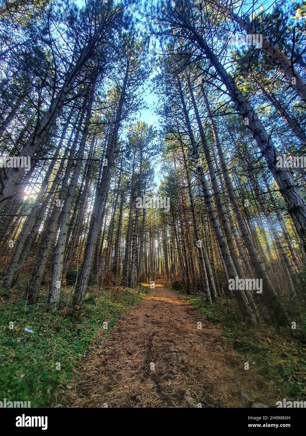 Low angle shot of a hiking trail through a pine forest Stock Photo - Alamy