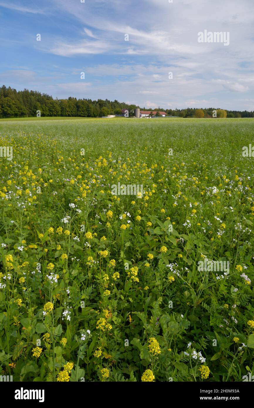 Rapeseed oil farm hi-res stock photography and images - Alamy
