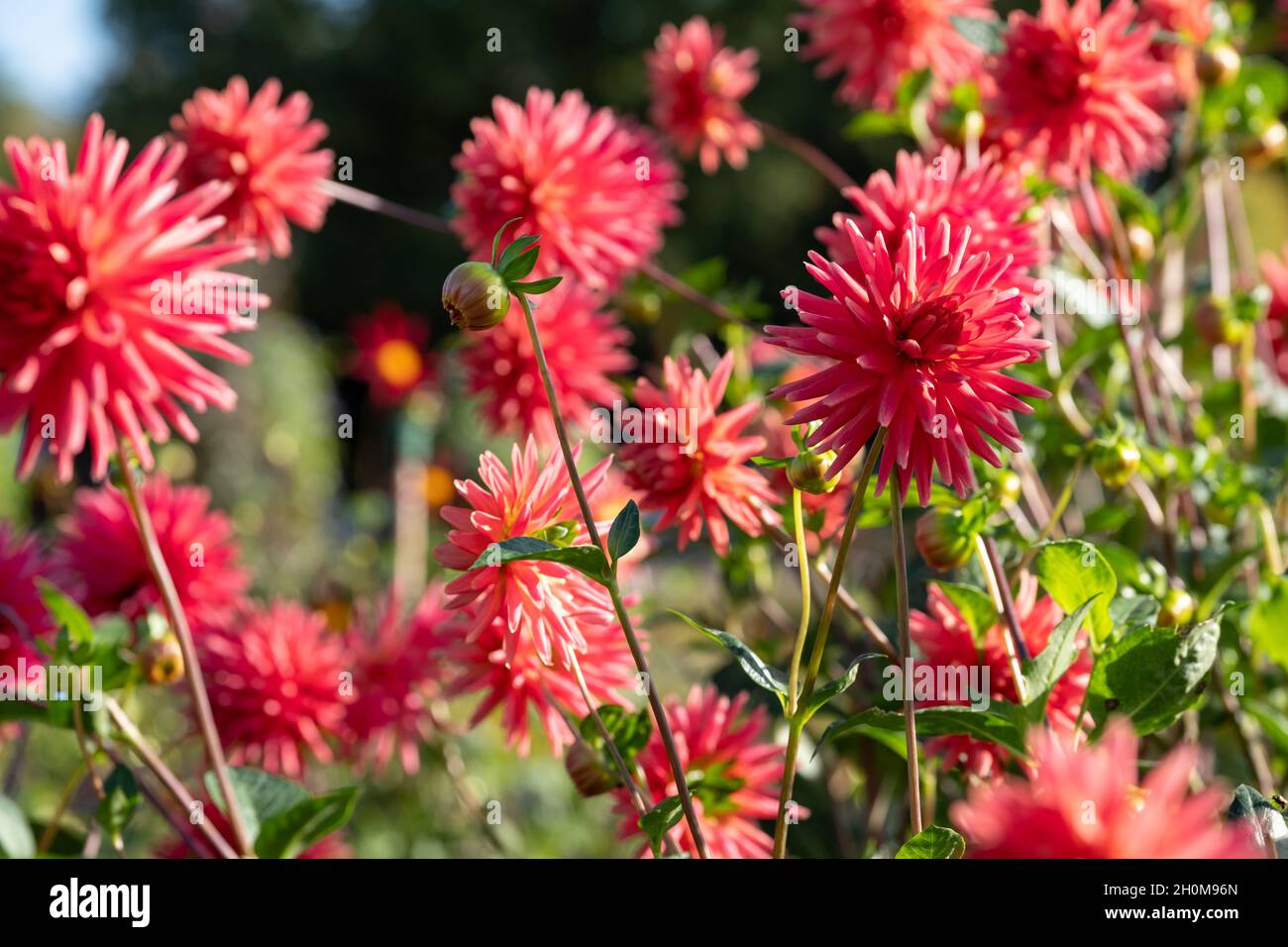 Dahlia josudi hercules hi-res stock photography and images - Alamy