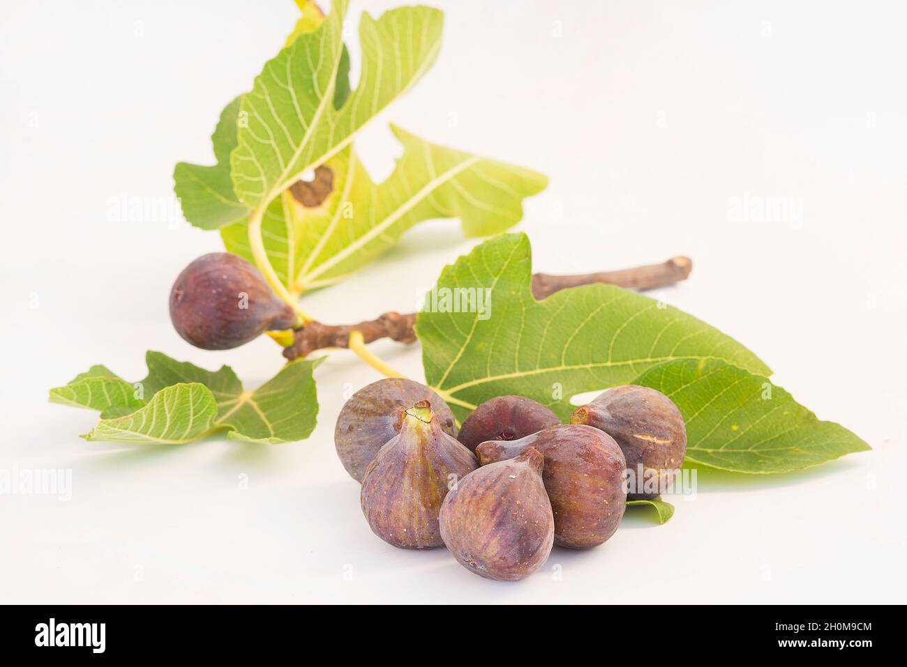 Natural Figs with tree white background Stock Photo - Alamy