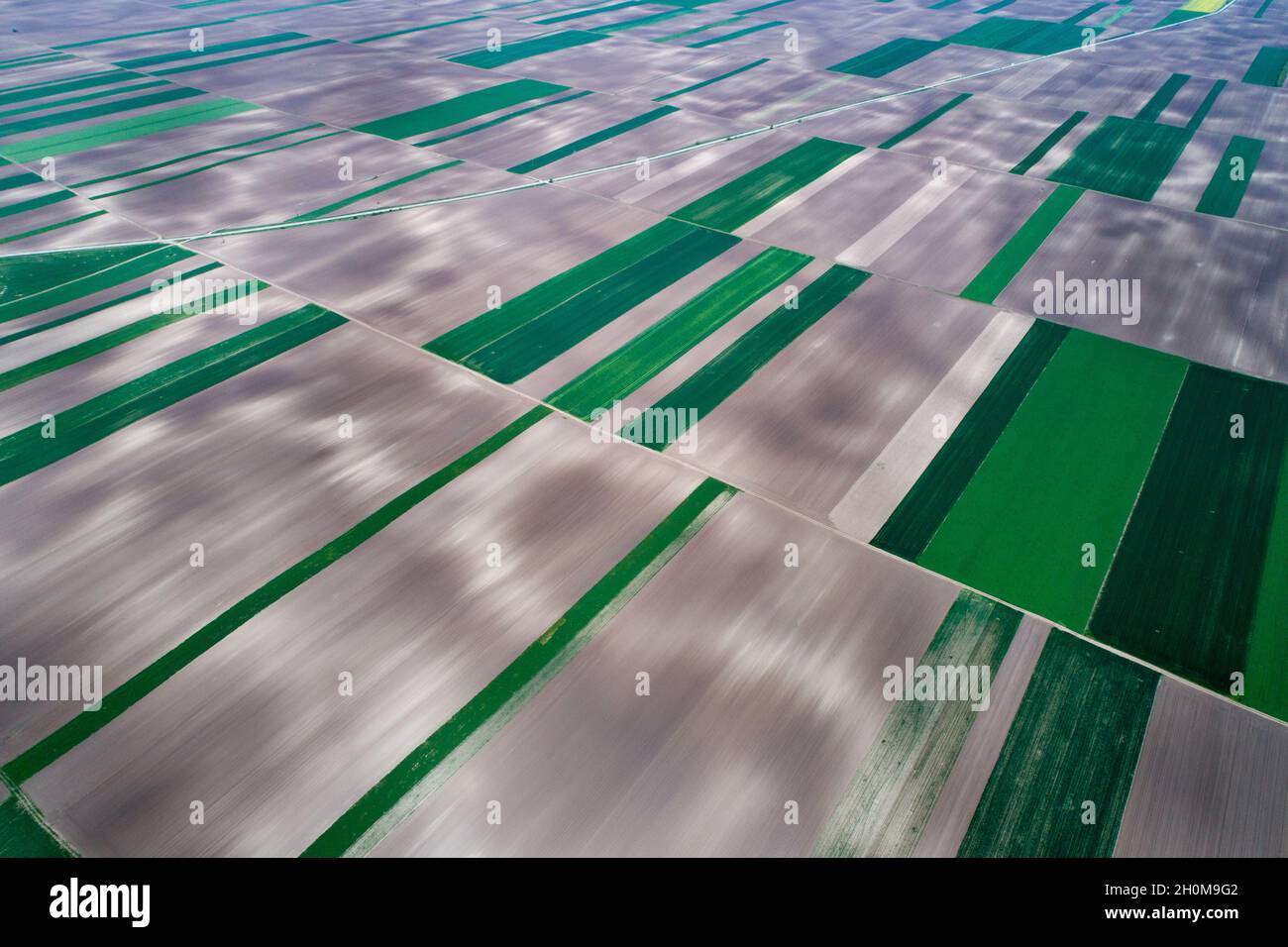Aerial image of agricultural parcels with different crops in springtime ...
