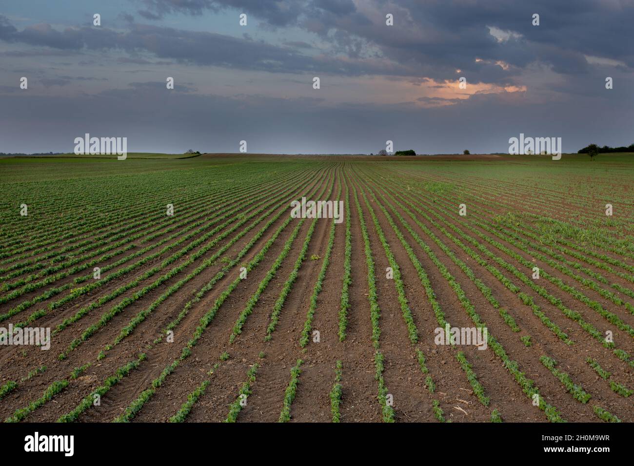 Soybean rows hi-res stock photography and images - Alamy