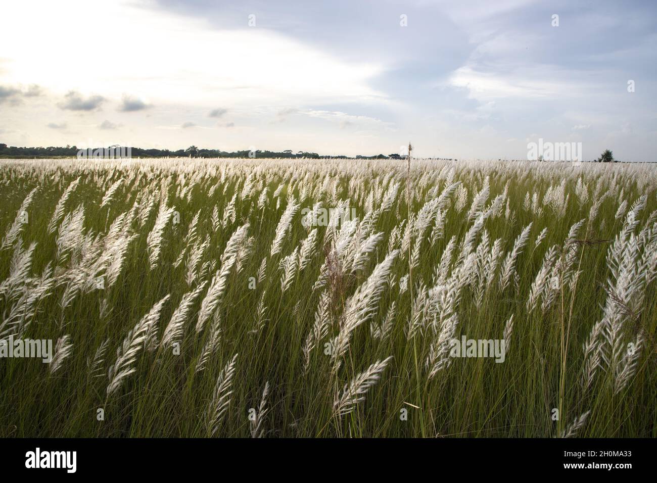 Wheat field swaying in the wind Stock Photo - Alamy