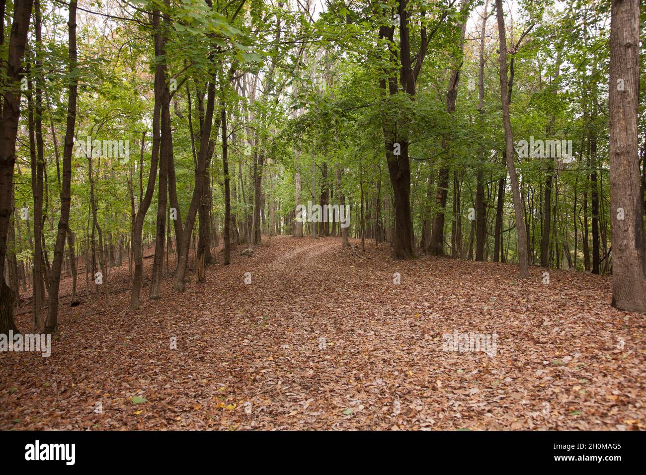 Wooded area with opening covered by leaves Stock Photo - Alamy