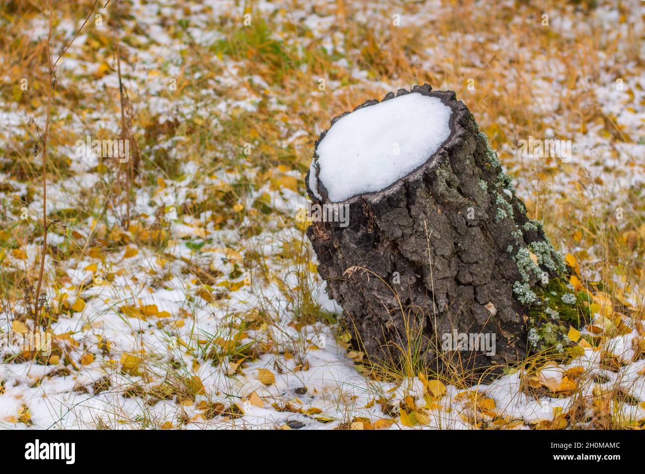 A birch stump covered with the first autumn snow against the background ...