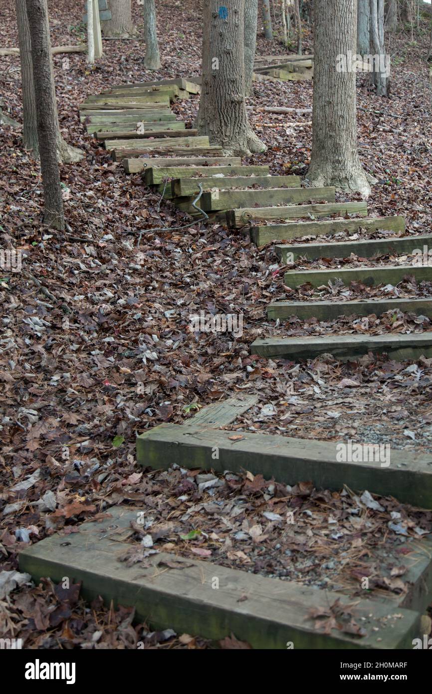 wooden steps up a leaf covered slope Stock Photo - Alamy