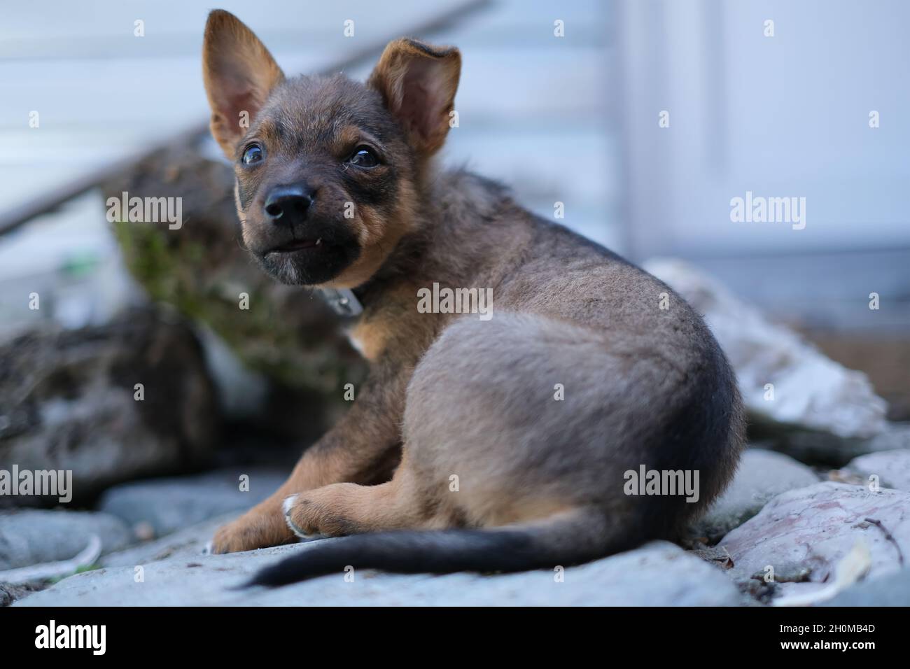 Cute, fluffy puppy lying on the ground outdoors Stock Photo - Alamy