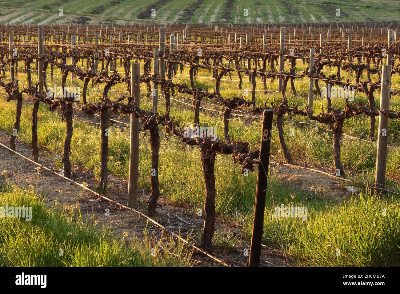Vineyard with newly planted grape vines Stock Photo - Alamy