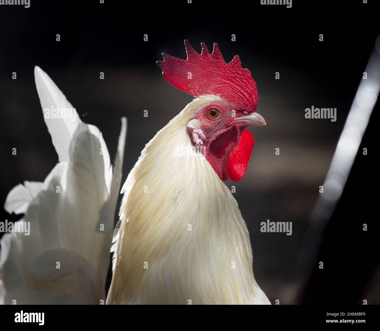 Portrait of white dwarf rooster with big crest on dark background Stock ...