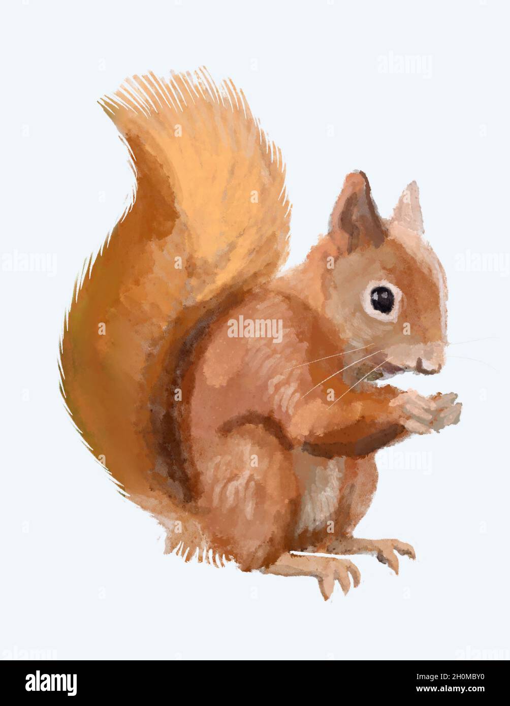 a cute hand drawn squirrel illustration Stock Photo - Alamy