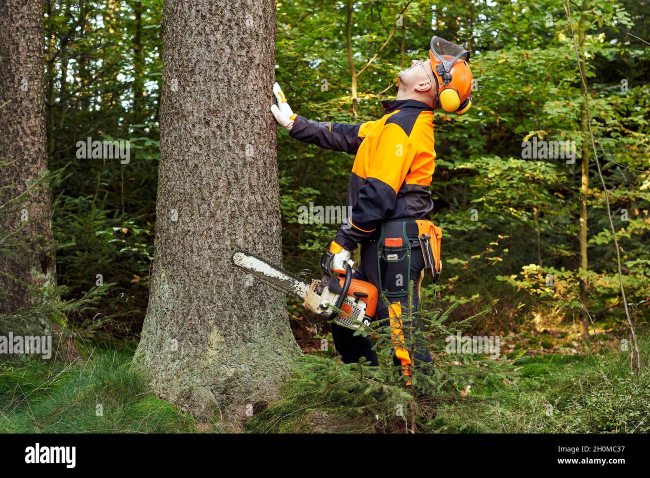 Chainsaw man cutting wood timber log hi-res stock photography and ...