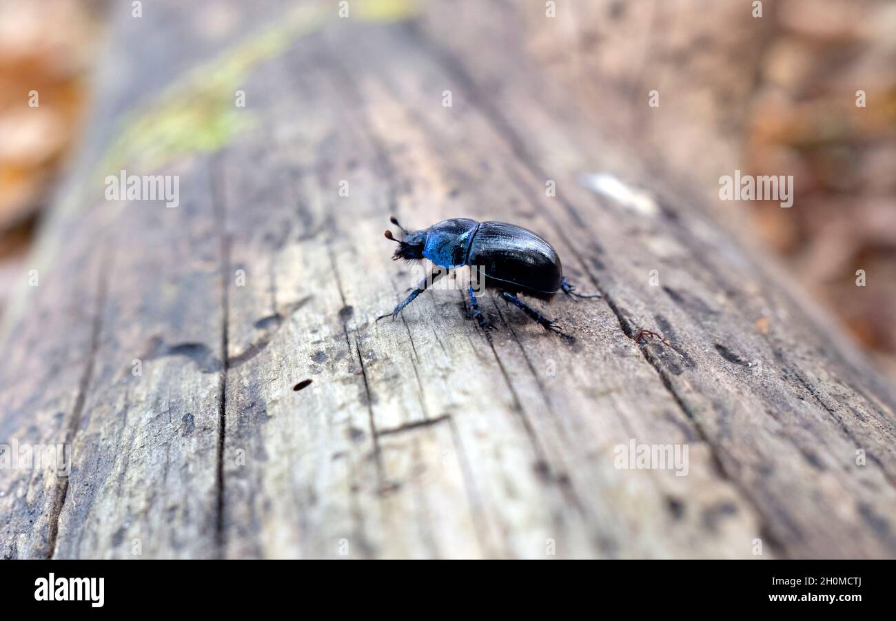 Predaceous ground beetle hi-res stock photography and images - Alamy