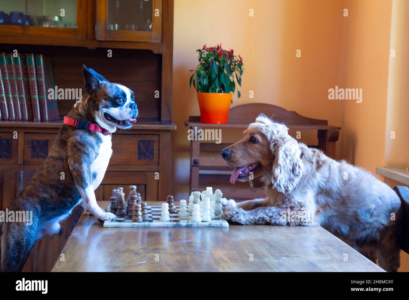 Cocker spaniel and Boston terrier playing chess in the living room ...