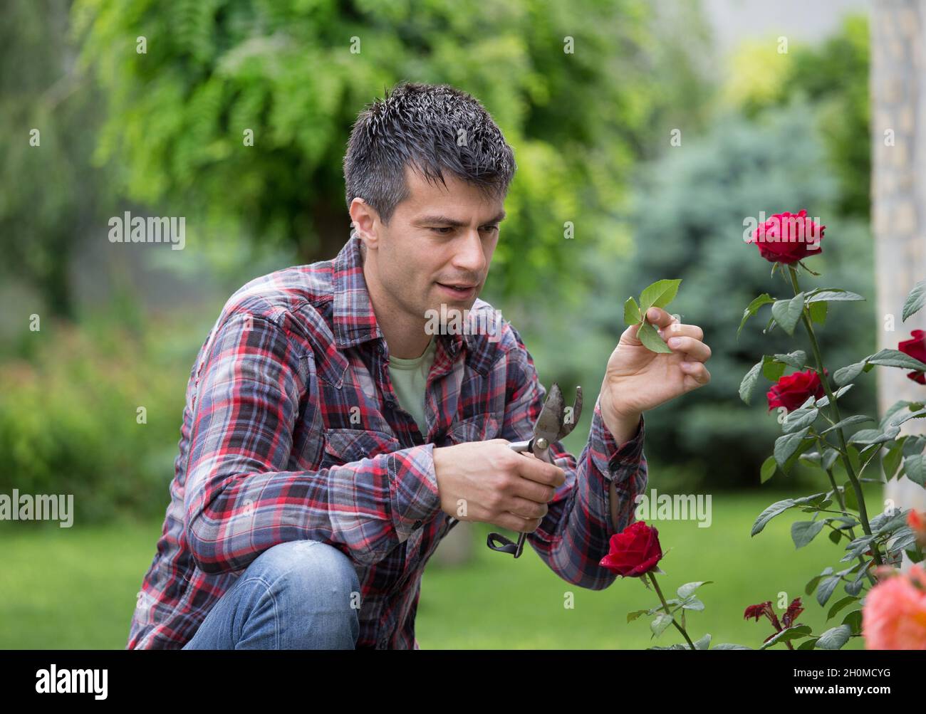 Attractive male gardener hi-res stock photography and images - Alamy