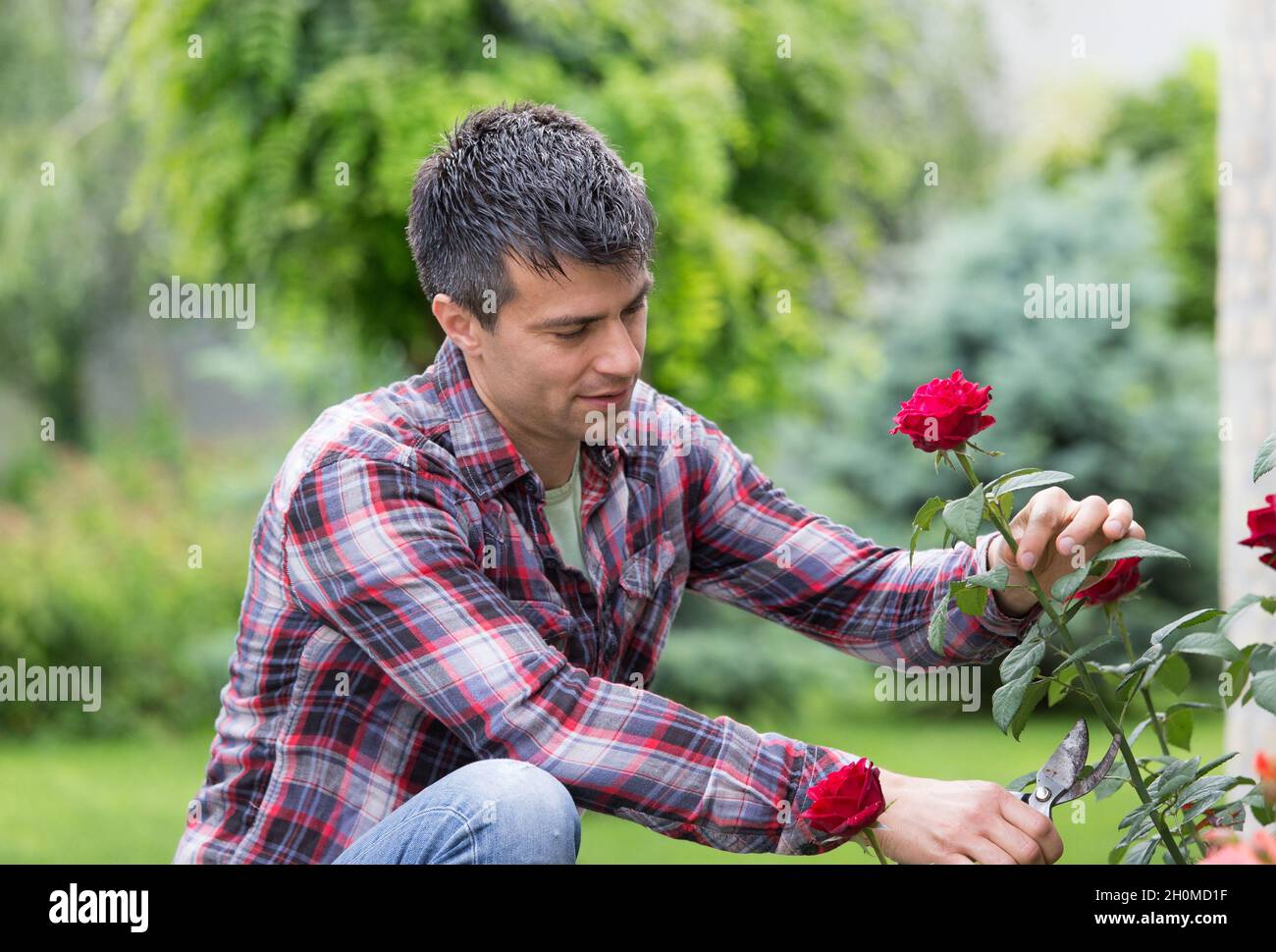 Handsome young gardener with scissors holding beautiful red rose in ...