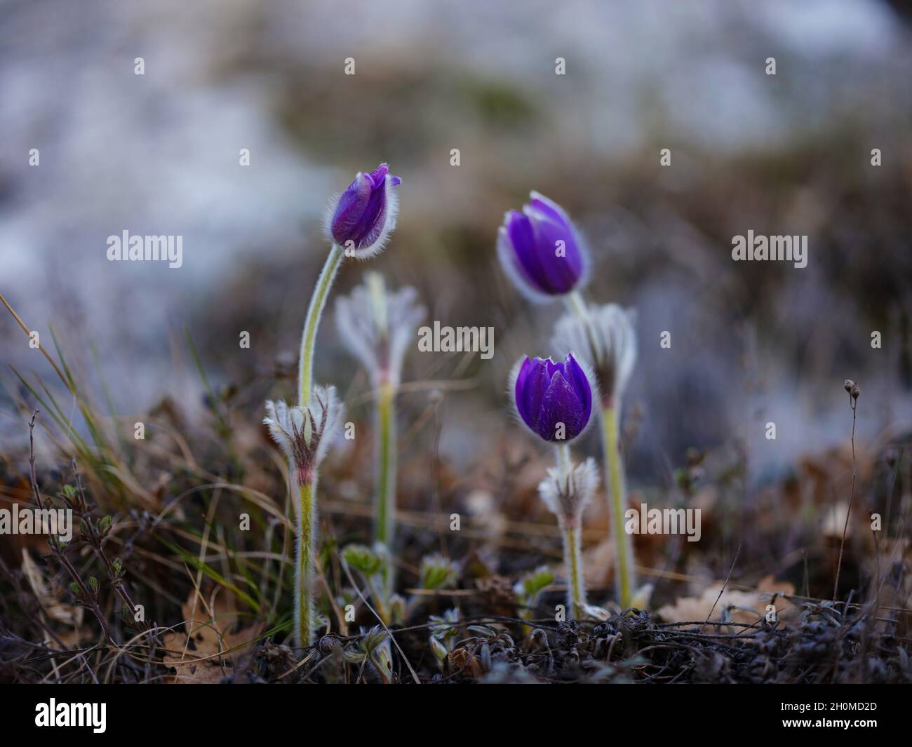 Purple wild crocus flavus flower or pulsatilla (pasque flower) growing ...