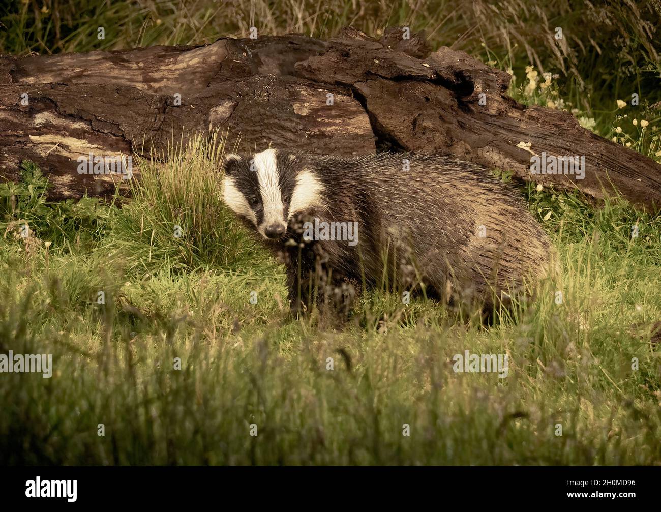 Eurasian Badgers Hawick, Scottish Borders Stock Photo - Alamy
