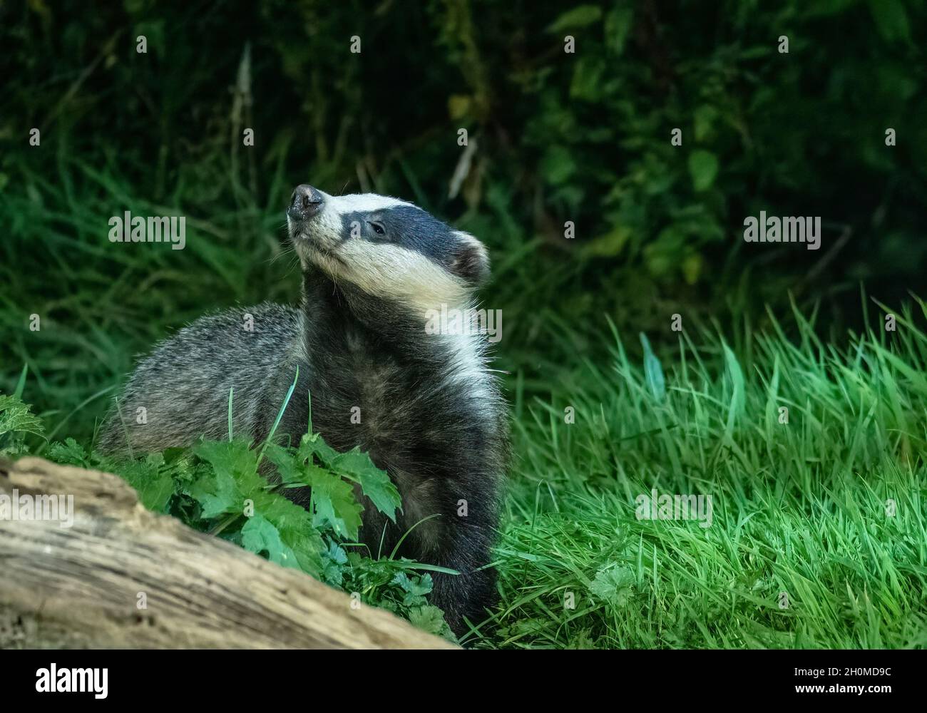 Scottish badgers hi-res stock photography and images - Alamy