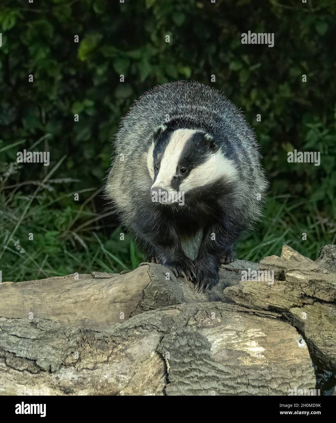 Wooden badgers hi-res stock photography and images - Alamy
